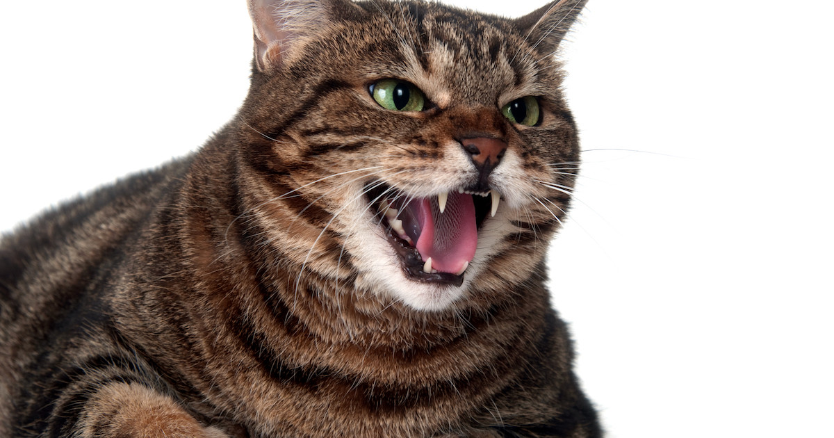 Turns Out the ‘Bad Dog’ Tyler Childers Sang About Was Actually a Tabby Cat - Parade Pets