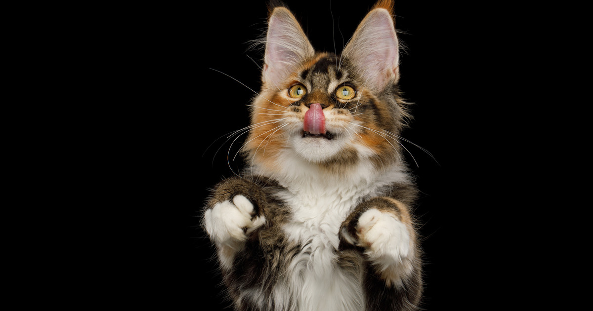 Polydactyl Maine Coon Kitten's Multiple Tiny Toe Beans Have Everyone ...