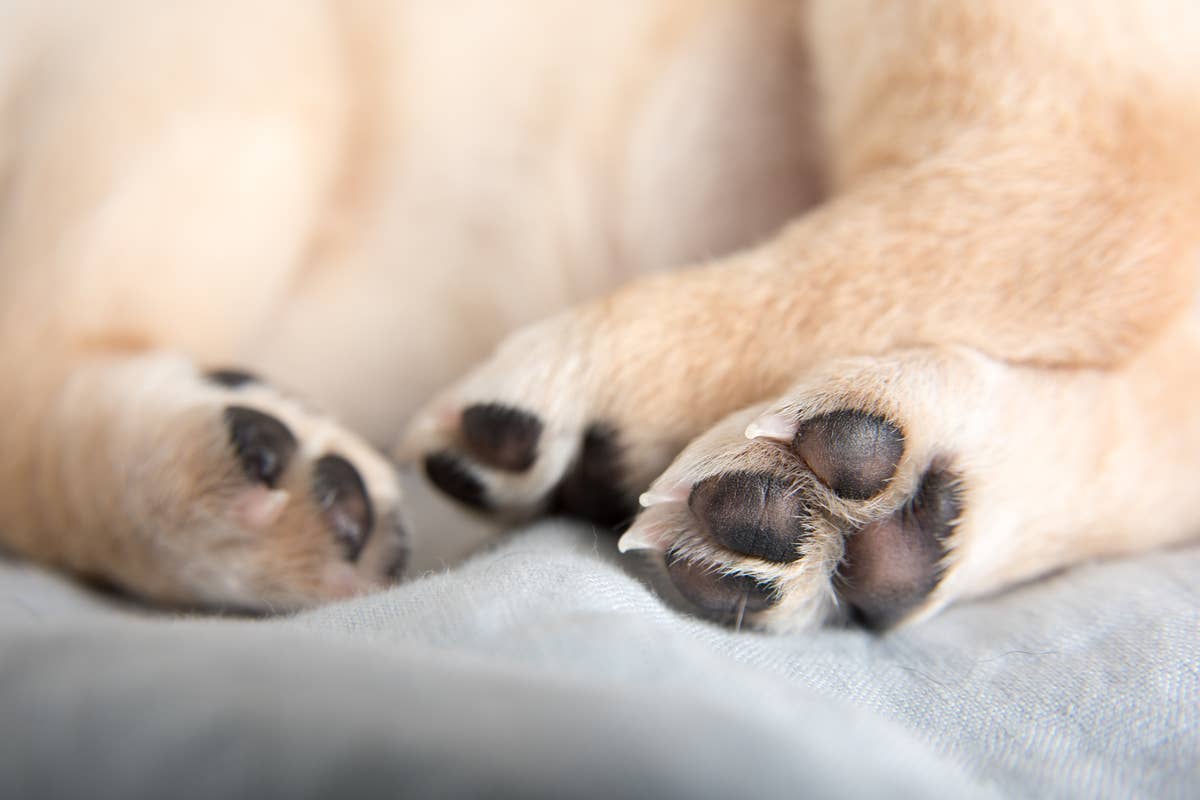 'Grandpa' Dog's Crooked Feet Make Him Look Like a Seal and the Internet ...
