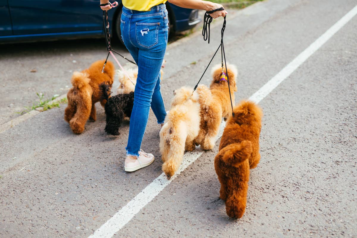 Besties Walking With Big Poodle Pack Have Everyone Doing a Double Take ...