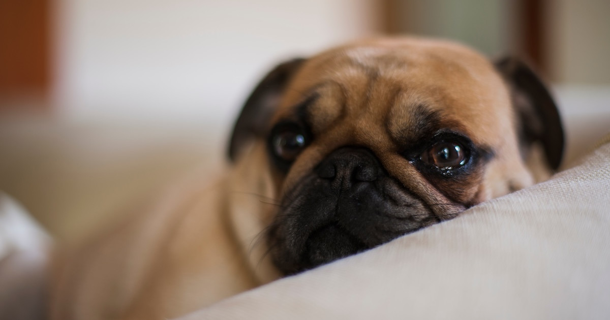 Pug Cries Real Tears Over Seeing Her Favorite ‘Long Lost’ Toy - Parade Pets