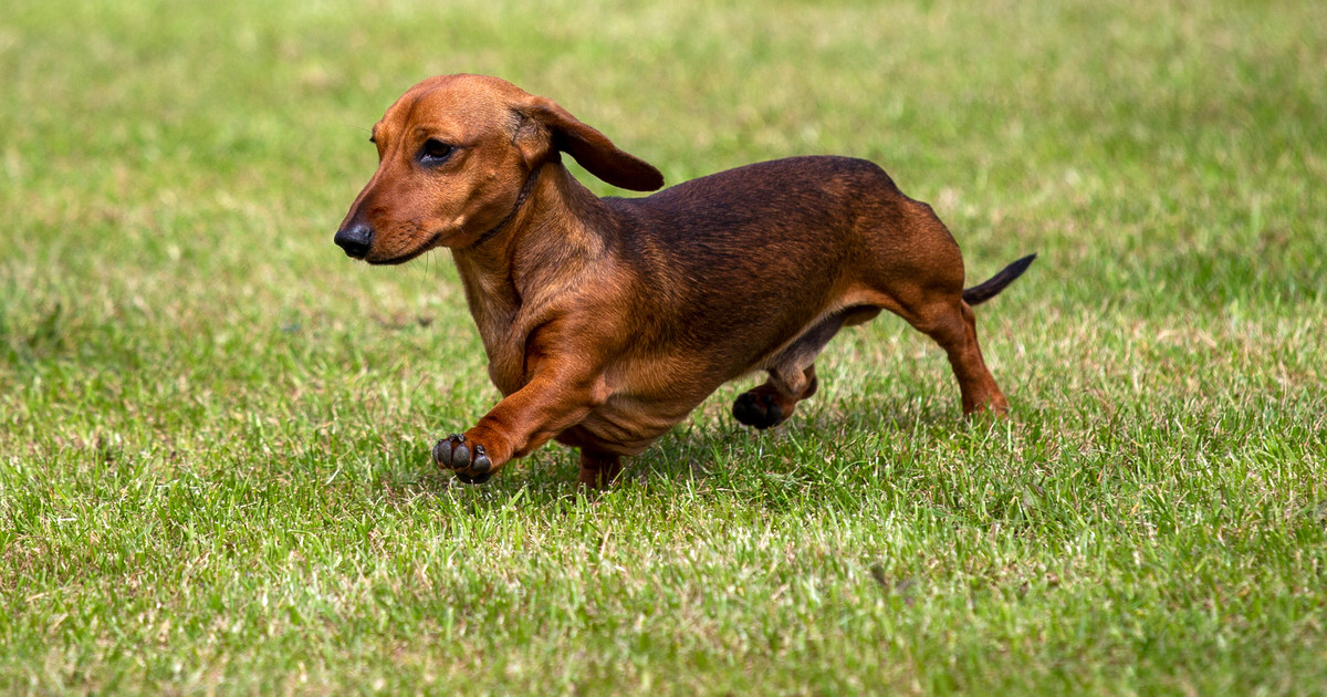 Dachshund Devouring a Hot Dog Is the Cutest Meta Moment Ever - Parade Pets