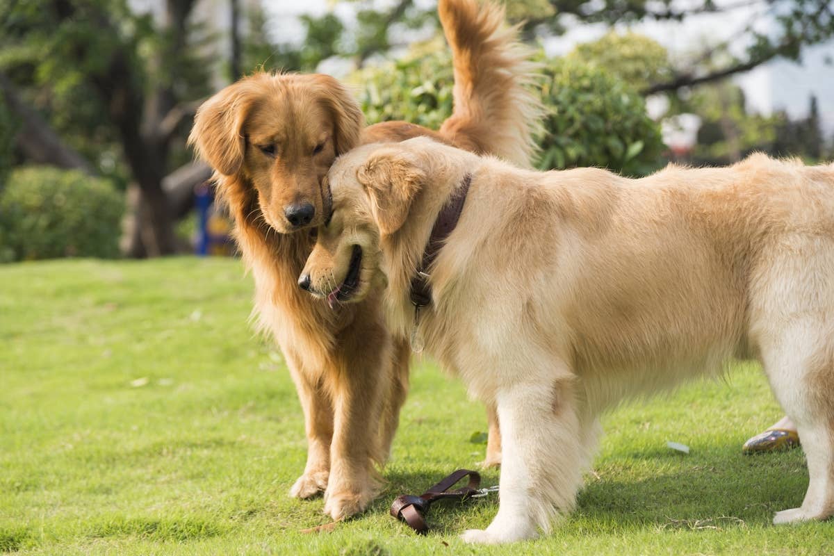 Golden Retriever Siblings Quiver With Joy Over Tasty Treats - Parade Pets
