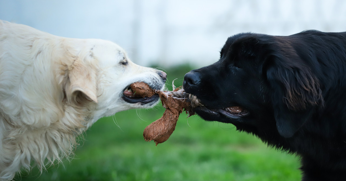 Newfie’s Headlock Hug for Golden Retriever Is a True Velcro Moment ...