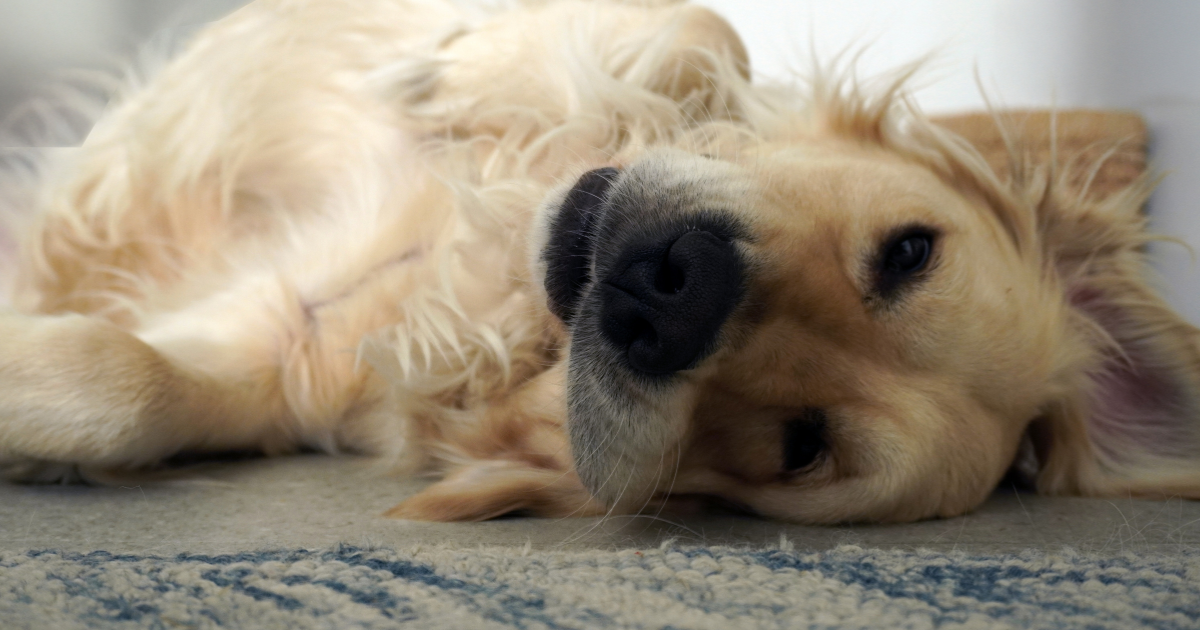 Golden Retriever Displays Epic Pout for Most Hilarious Reason - Parade Pets