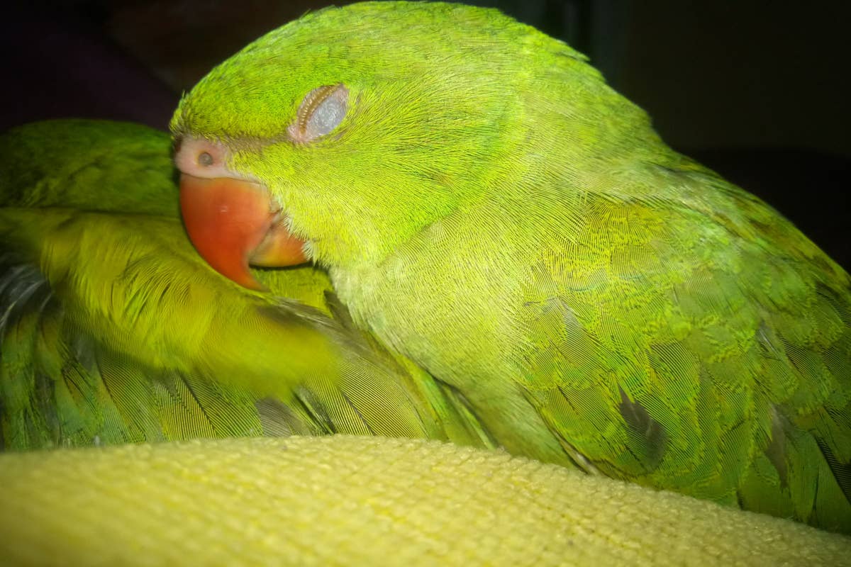 Baby Parrot Sweetly Talking in His Sleep Is the Stuff Dreams Are Made ...