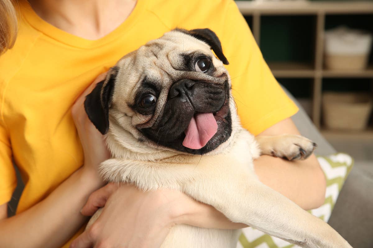 Tiny Pug's Incredible Glow-up From 'Roly-Poly to Wrinkle-Free' Could Be ...