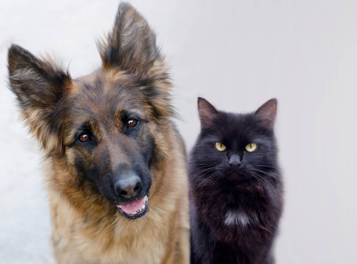 German Shepherd and His Black Cat Bestie Turn the Front Yard Into Their ...