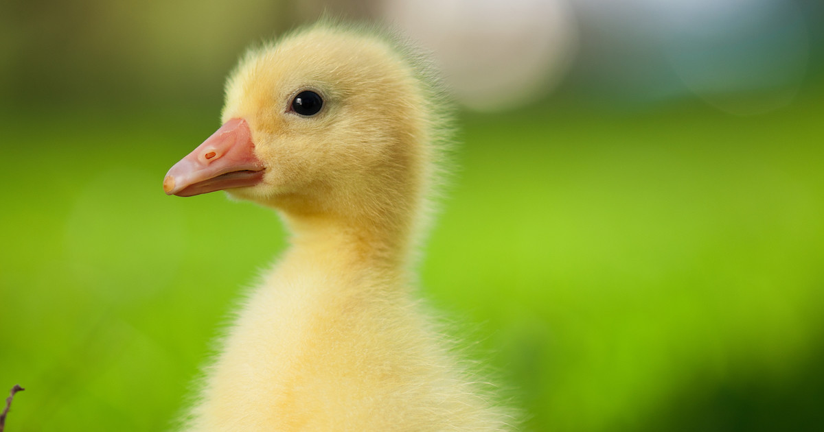 Goose Doing Tippy-Tap Dance To Bring up Worms for Her Goslings Is the ...