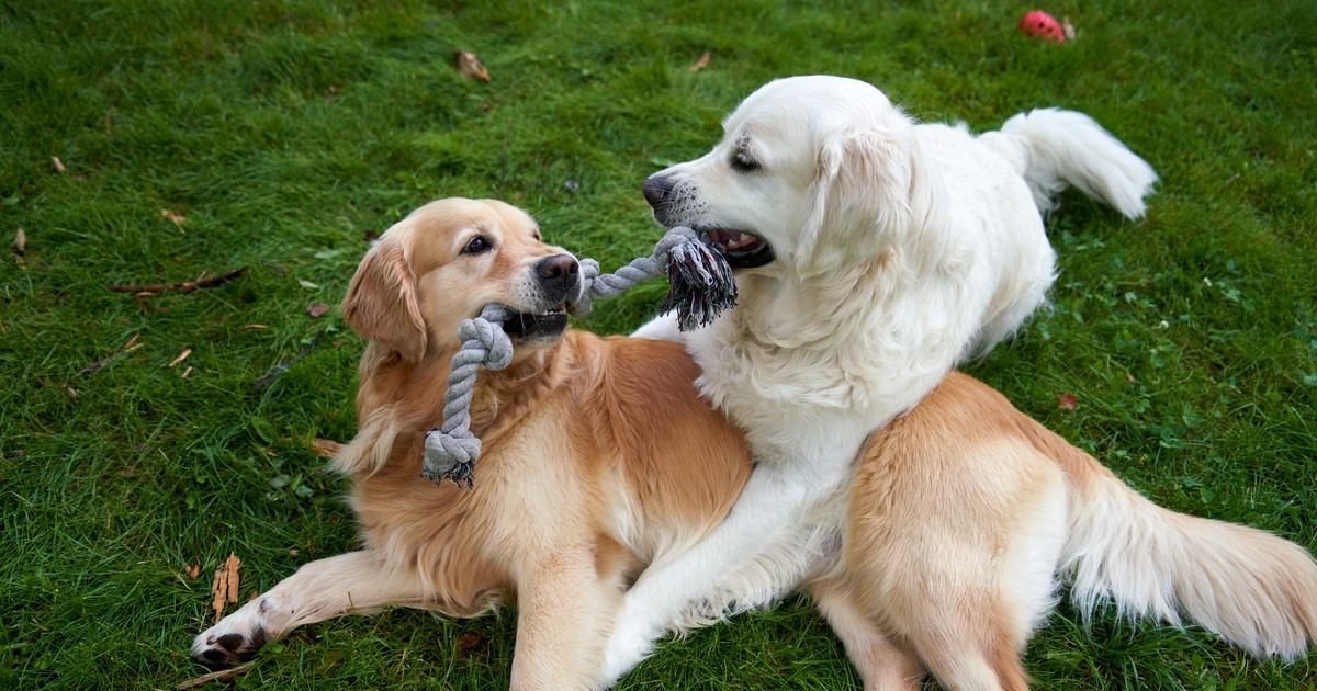 Golden Retrievers Meet for the First Time and Prove the Retriever Bond ...