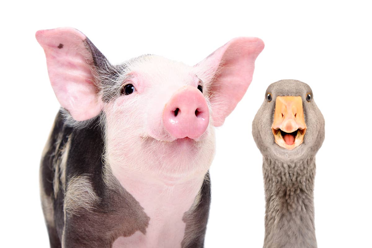 Pig and Duck 'Odd Couple' Out for Their Evening Stroll Are Capturing ...