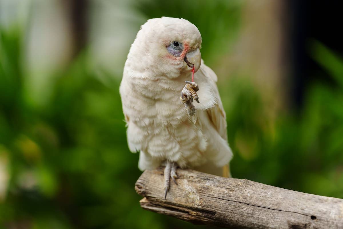 Zoo's New Goffin Cockatoo Is a 'Little Cutesy and a Little Psycho ...