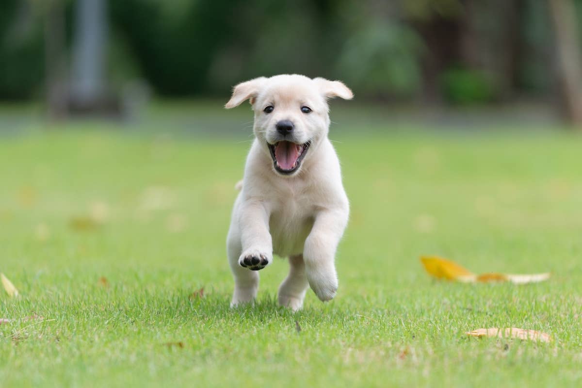 Silly Labrador Puppy Takes Leaf 'On the Lam' in Hilarious Heist ...