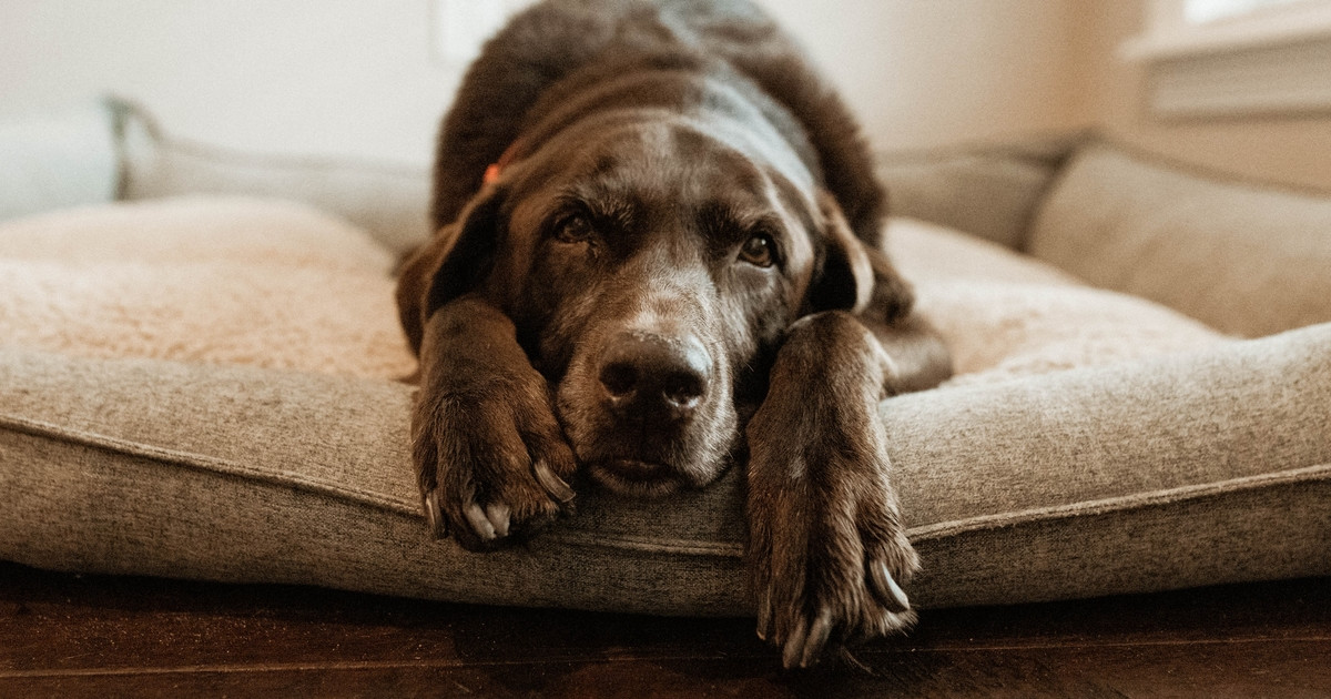 Chocolate Labrador Musters All Her Energy To Sweetly Kiss Dad After ...