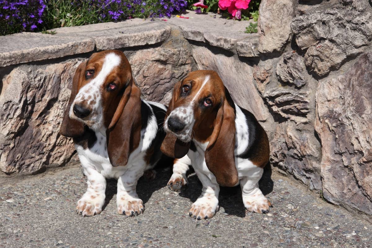 Basset Hounds Channel the 'Shining Twins' While Totally Mesmerized by ...
