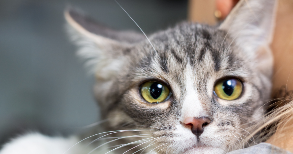 Genius Cat Figured Out How to Fling a Hair Elastic and Chase It Like a ...