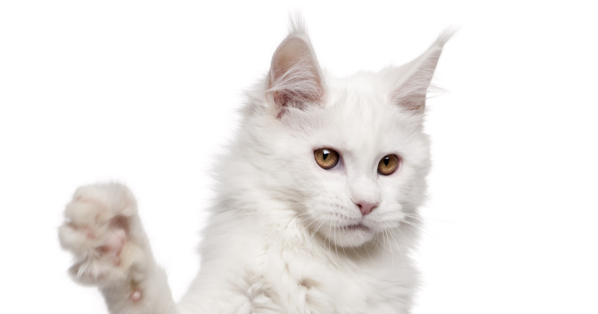 Fluffy White Maine Coon Looks Like a Backseat Yeti on a Car Ride ...