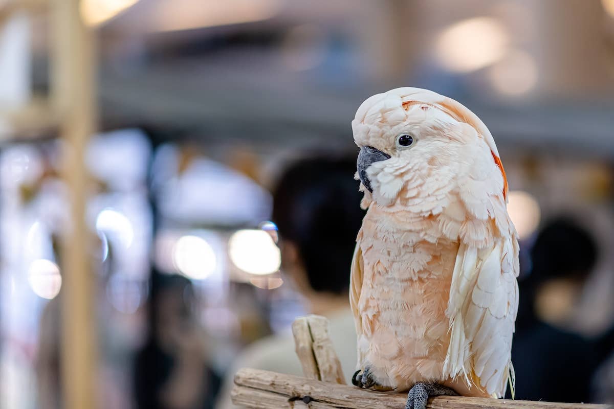 Cockatoo Gets Sweetly Greeted On His First Trip to Target - Parade Pets