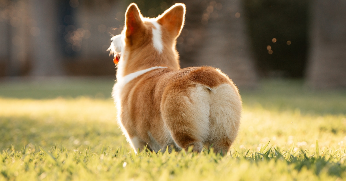 Pat McAfee Turns His Corgi’s Race Into Comedy Gold - Parade Pets