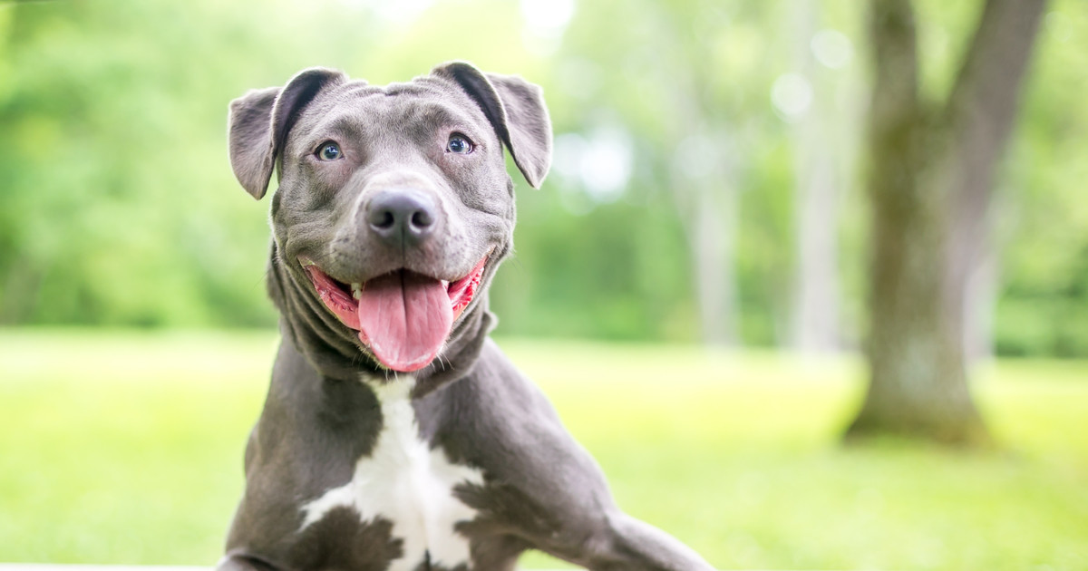 Rescued Senior Pit Bull Uses Second Chance to Help Others As 'Chief ...