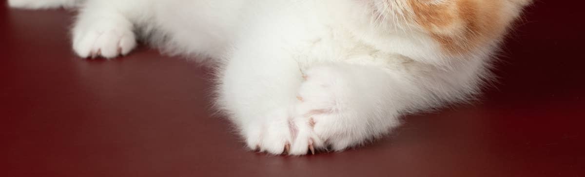 Exotic Shorthair Kitten With the Most Precious 'Smooshy' Face Is About ...