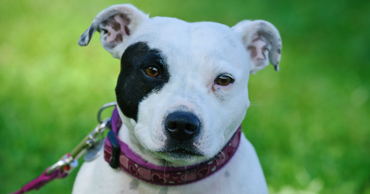 Pit Bull Mix Adorably Refuses Her Mom's Attempts of Comfort - Parade Pets