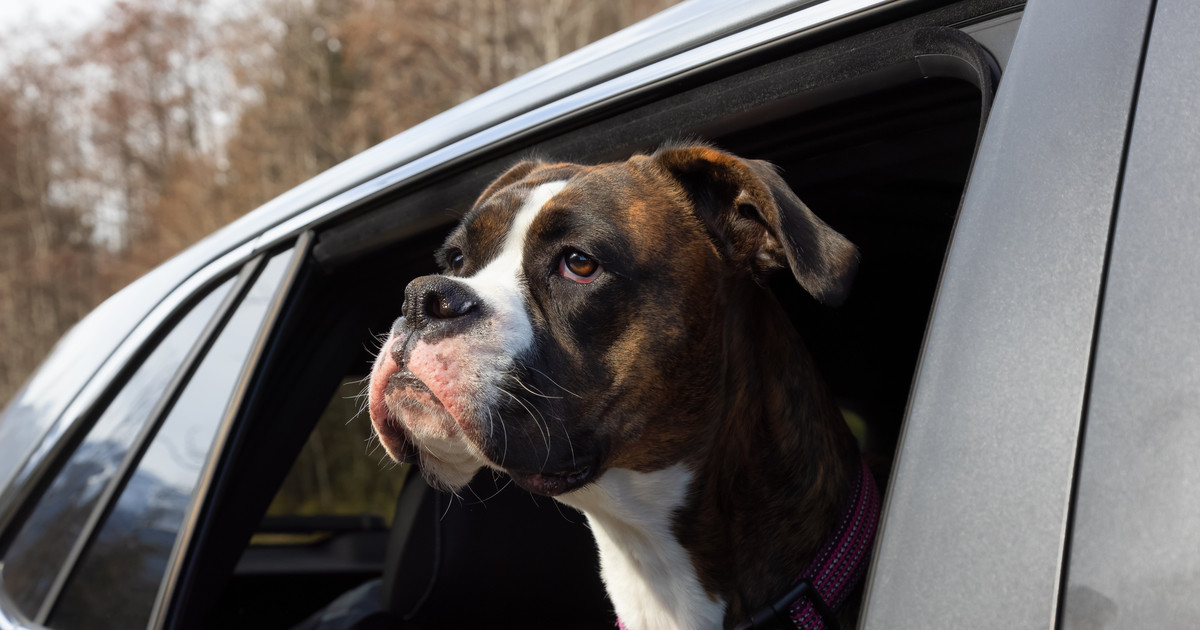 Rain-Loathing Boxer Risks It All for the Cutest Wind-Blown Look ...