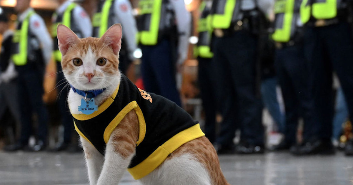 5 Great Therapy Cat Breeds—In Honor of National Cat Day - Parade Pets