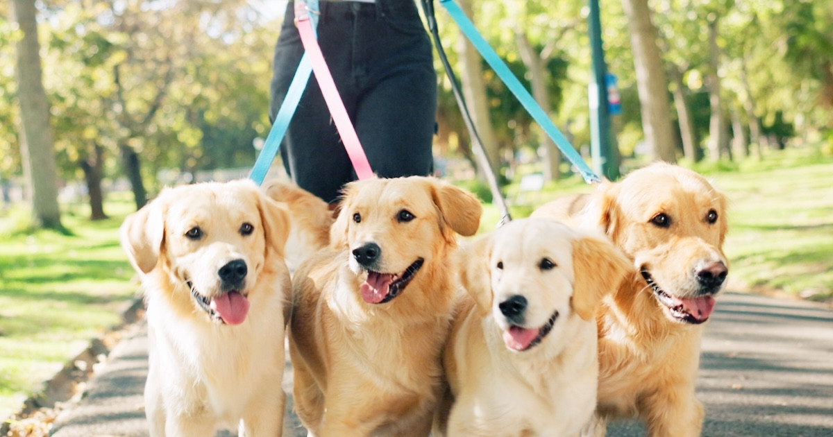 Golden Retriever Walks Into Golden Breed Meetup With So Much Joy ...