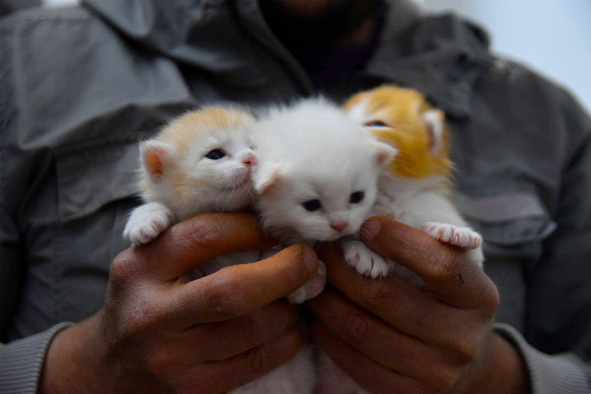 Crew of Fluffy Ragdoll Kittens Magically Multiply Fur in Adorable Glow ...