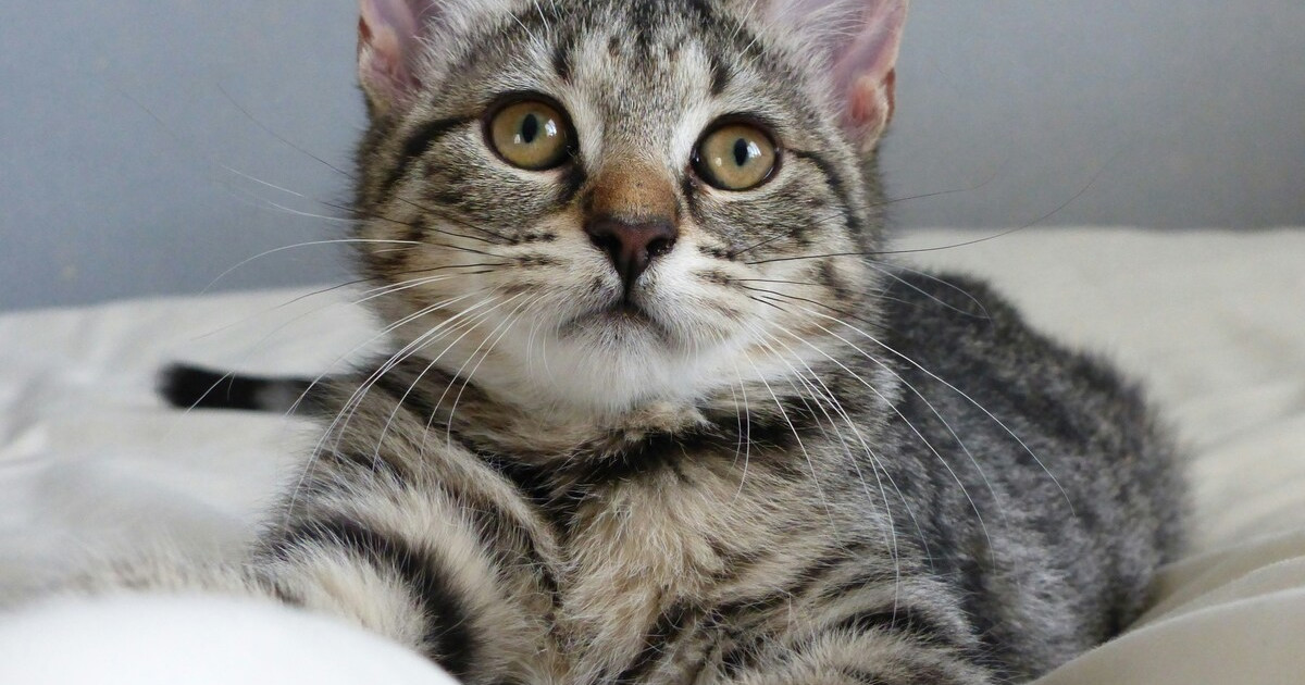 This Tabby's Cat’s Halloween Look Channels Bette Midler, Cher Horowitz ...