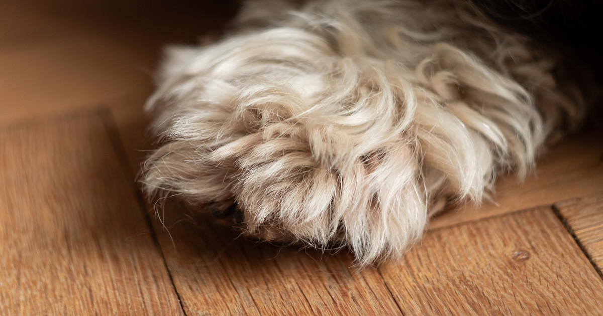Senior Mini Poodle With Dementia Still Does His Joyful ‘Hippy Hops ...