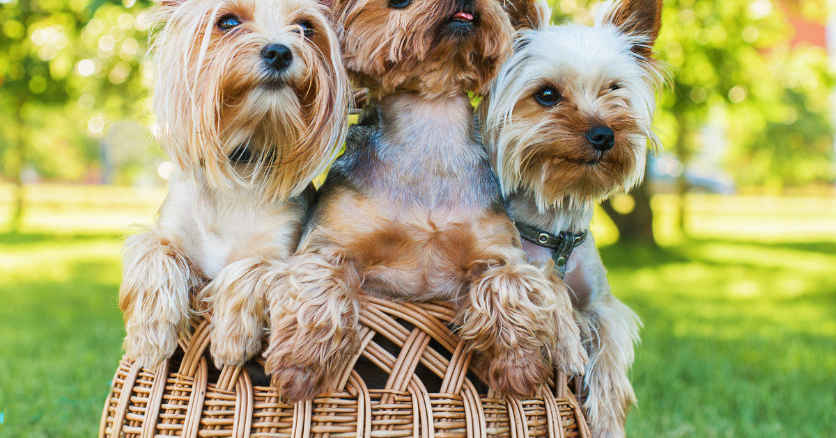 A ‘Witch’s Coven’ of 10 Yorkies Is the Halloween Magic You Need ...