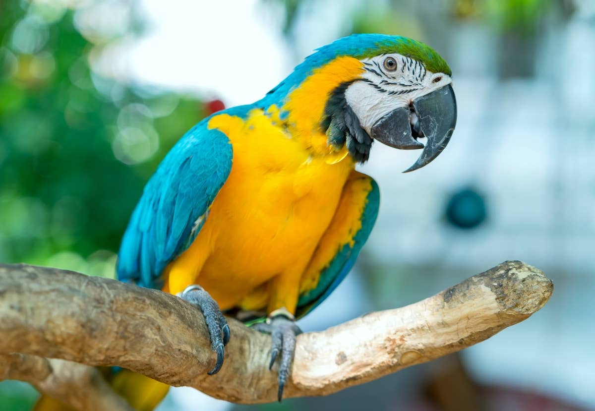 28-Year-Old Rescue Macaw Squawks With Pure Glee Out on Walk - Parade Pets