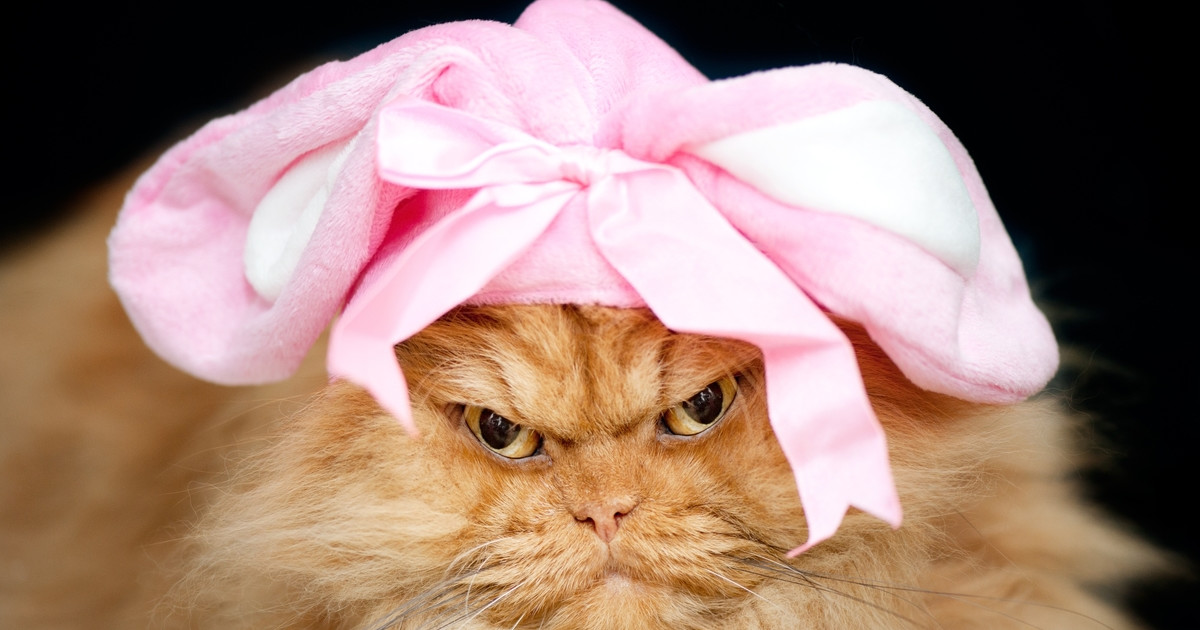 Fluffy Cat With Big Spicy Feelings Has the Funniest 'Love Language ...