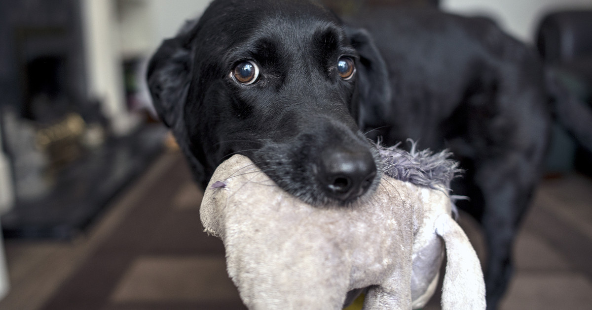 Three-Legged Chocolate Labrador Who Survived Cancer Insists on Carrying ...