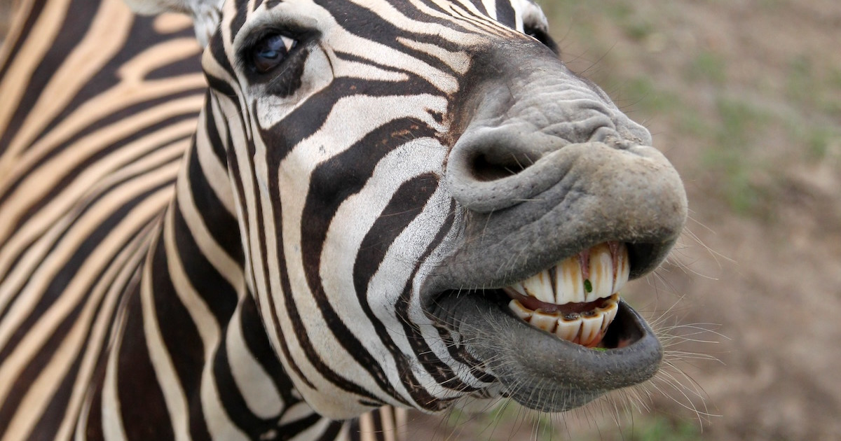 Horse’s Hilarious First Time Seeing a Zebra Is Total Chaos - Parade Pets