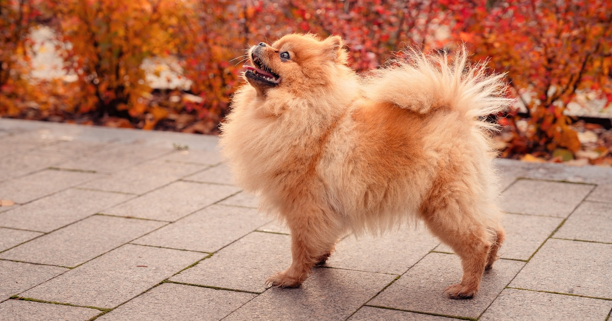Pomeranian Channels 'Cozy Girl Fall' With the Perfect Post-Salon Fit ...