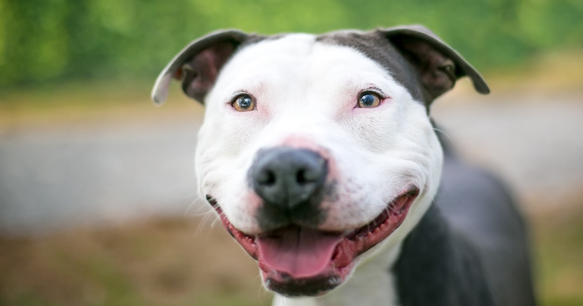 ‘World’s Happiest’ Abandoned Dog Has the Most Amazing Smile - Parade Pets
