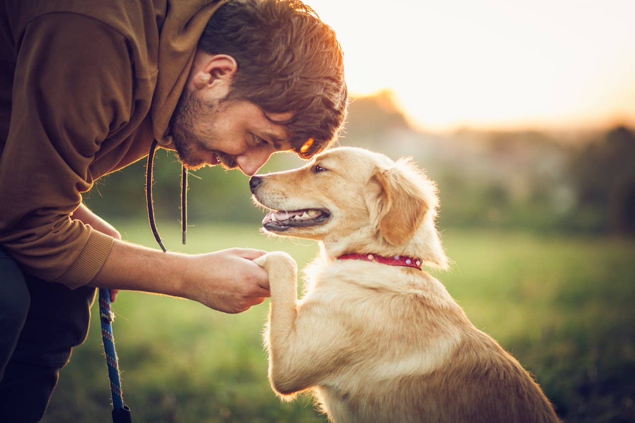 5 Most Trustworthy Dog Breeds You Can Count On, Say Experts - Parade Pets