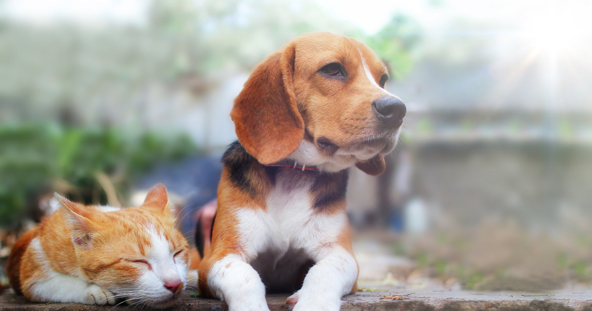 Beagle and Kitten's Growing Love Story Is Truly One for the Ages ...