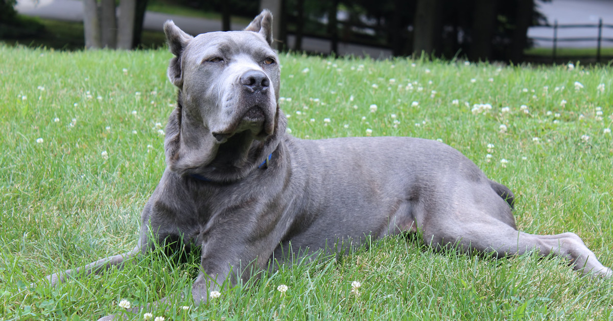 Silver Cane Corso’s Piercing Blue Eyes Could Freeze You in Your Tracks ...