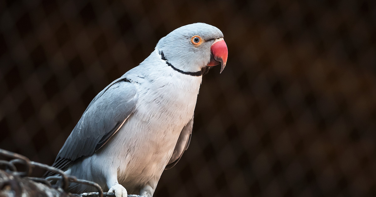 Tiny Parakeet Spinning in a Blanket While Saying 'I’m a Pretty Pickle ...