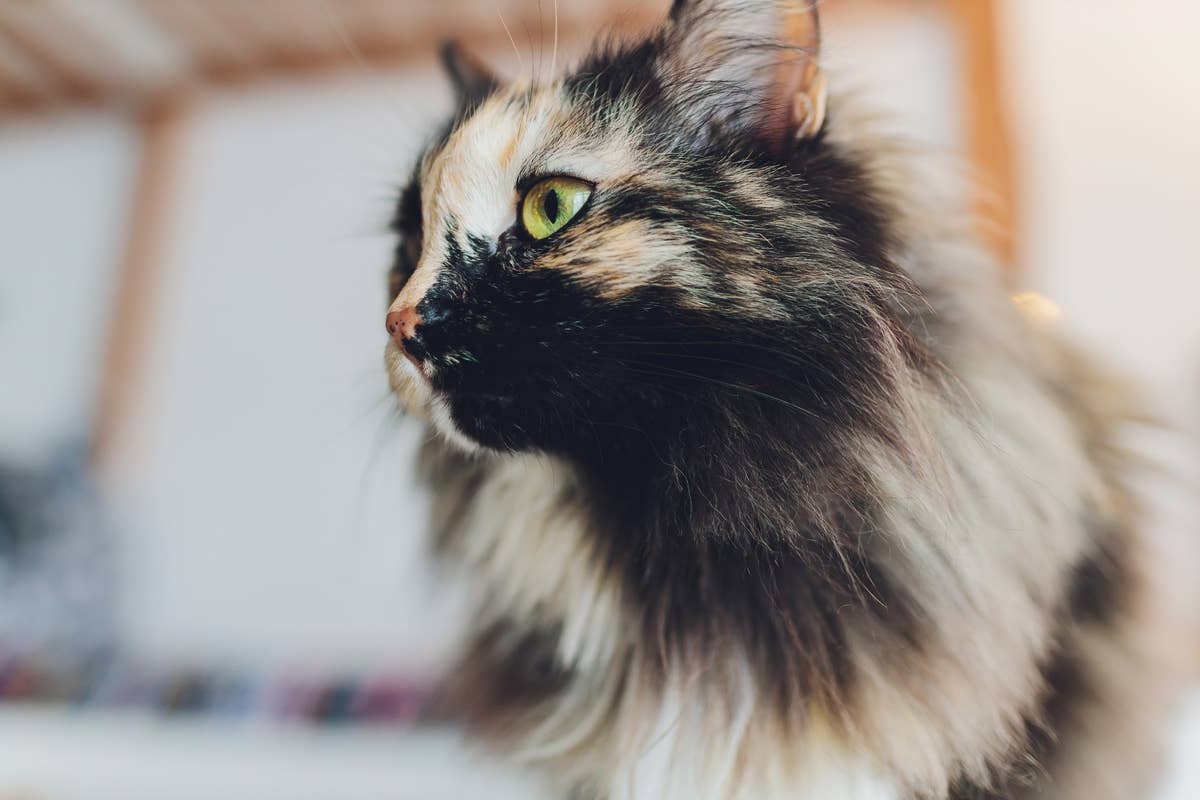 Stunning Fluffy Cat’s ‘Monarch Butterfly-Speckled’ Face Looks Like a ...