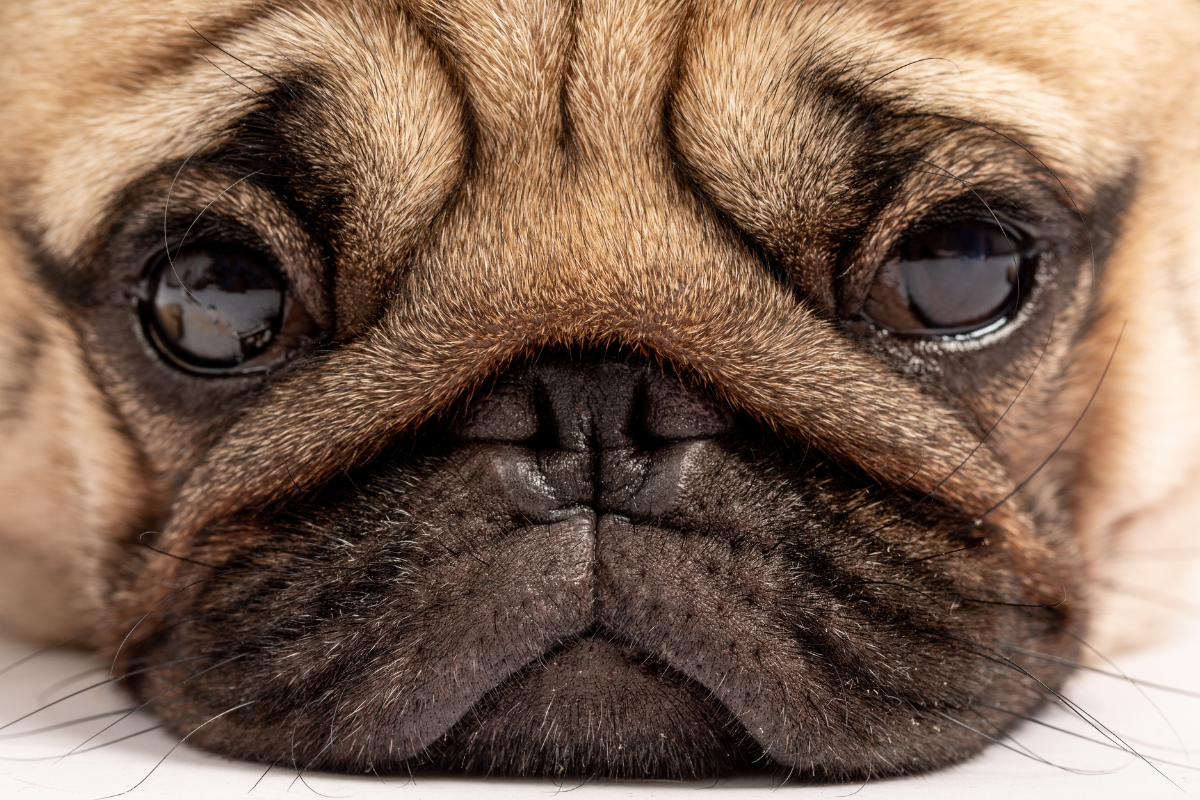 Proud Pug’s Face When Mom Compliments Him Is Pure Sunshine - Parade Pets