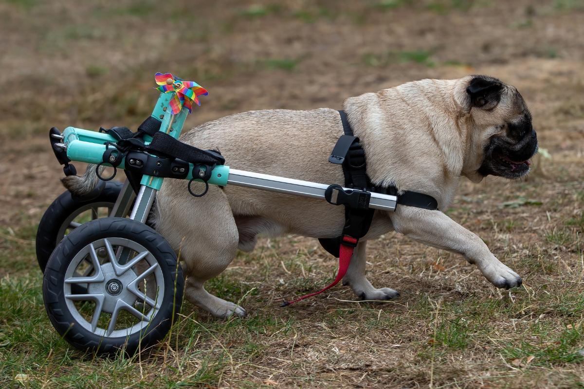 Paralyzed Pug’s First Zoom in His Wheelchair Will Have You Cheering ...