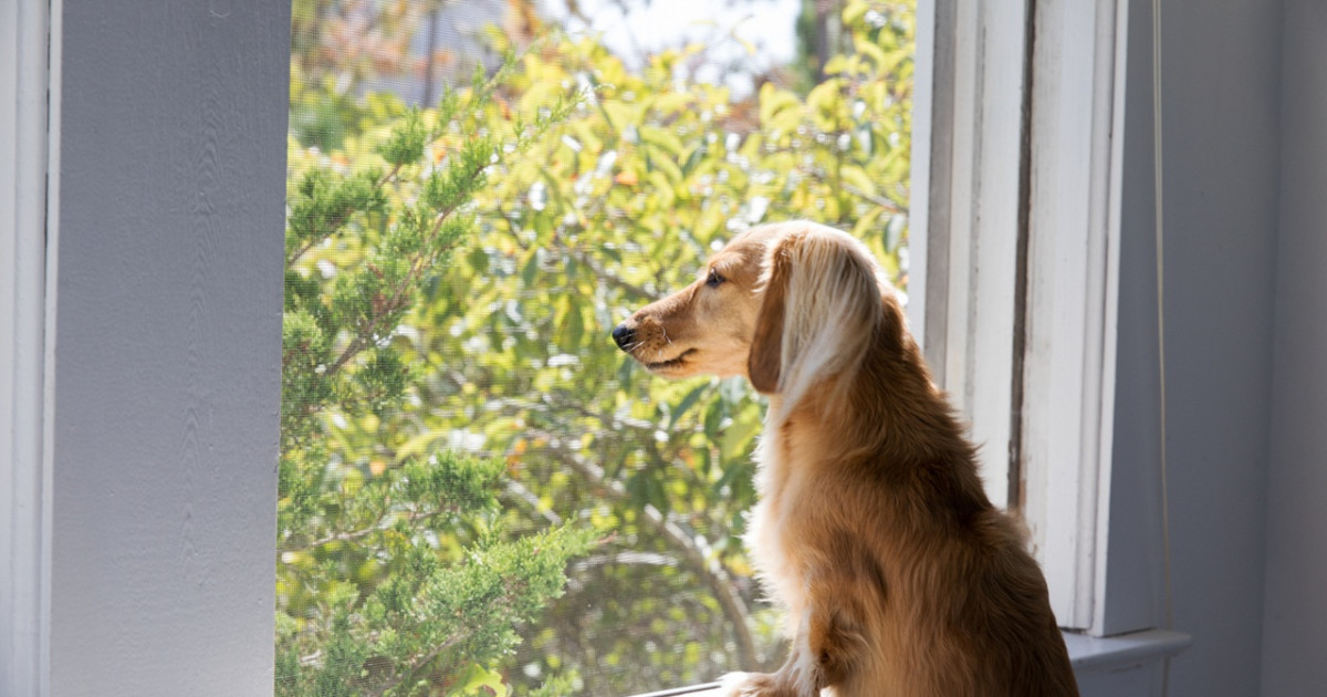 7 Small Guard Dogs That Are Cute, Fierce & Loyal, Say Experts - Parade Pets