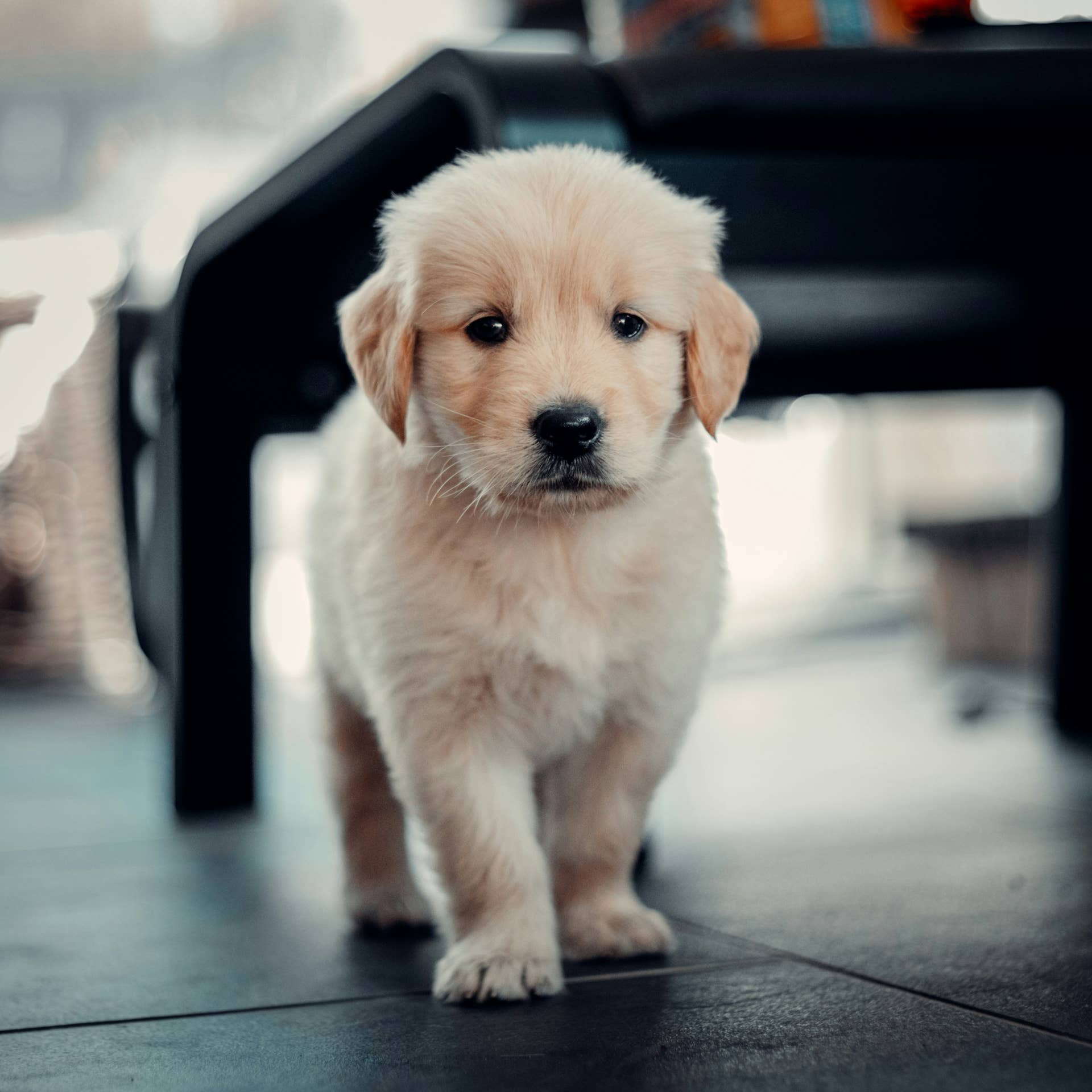 Golden Retriever Puppy Bravely Conquering Stairs With His Tiny Legs Has ...