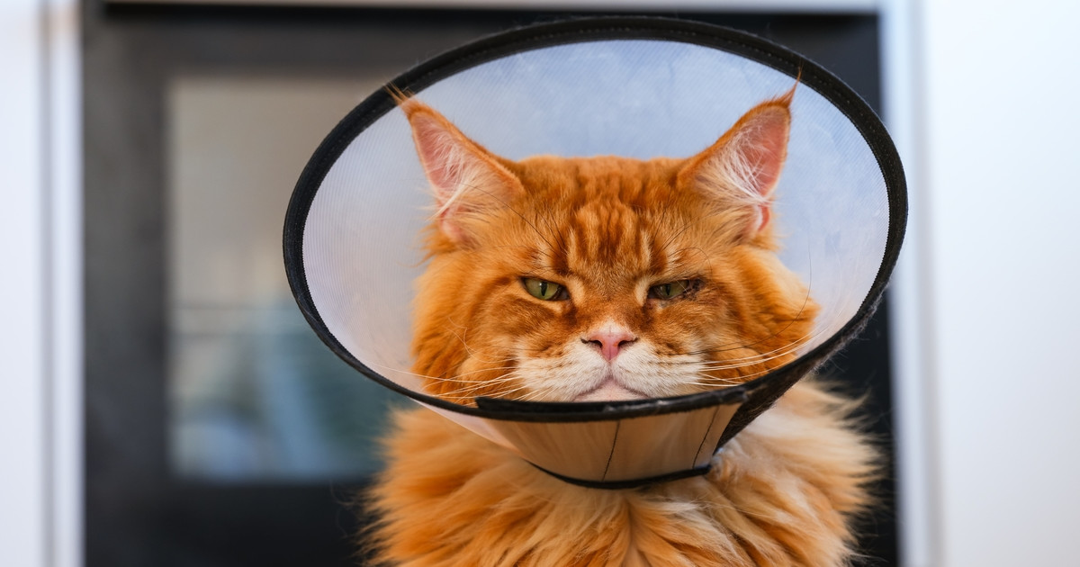 Maine Coon Cat With 'Cone of Shame' Still Rules Game of Fetch - Parade Pets