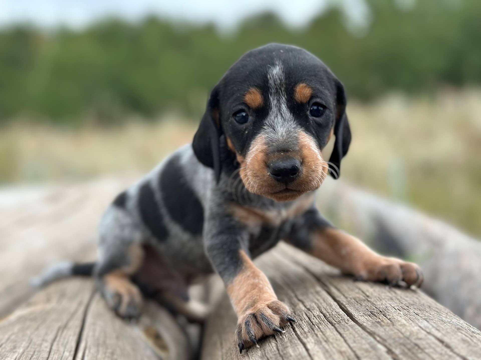 Bluetick Hound Puppy Has a Disney-Like Moment While Training - Parade Pets